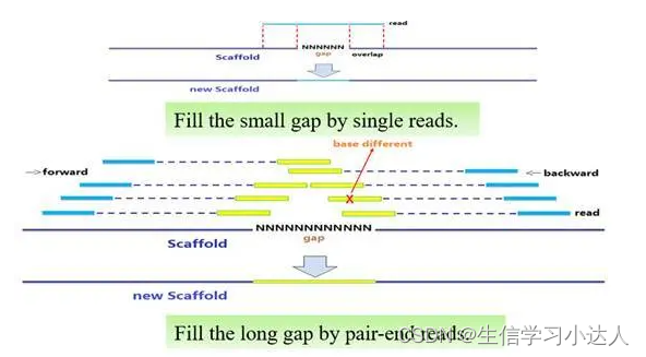 基因组组装（assembly）-CSDN博客