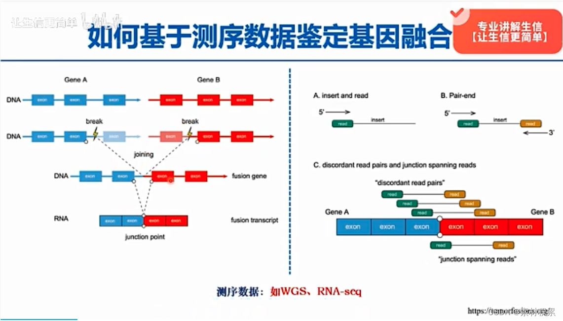 基因变异类型&基因融合_gene fusion的种类及注释-CSDN博客