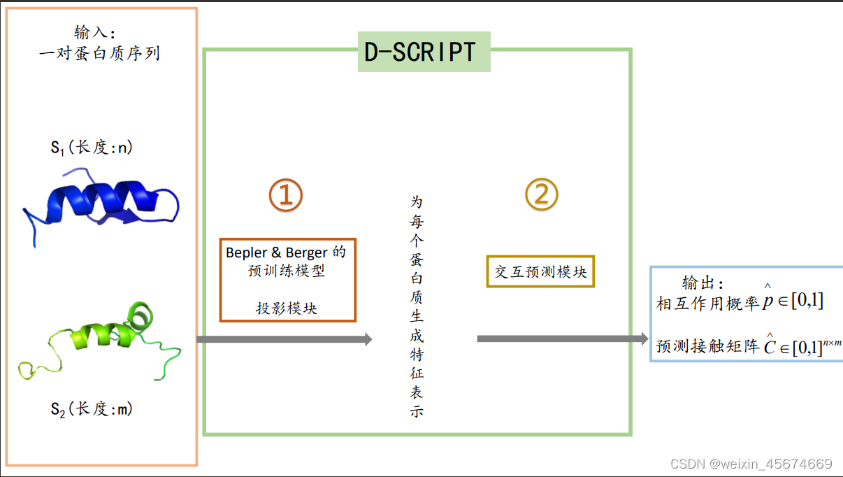 D-SCRIPT模型——基于蛋白质序列的蛋白交互预测模型-CSDN博客