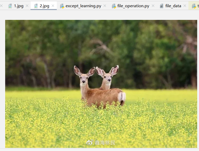 python：open()方法+循环语句 练习_“f。∴|{∵`88,xfc,f,:1,*i-CSDN博客