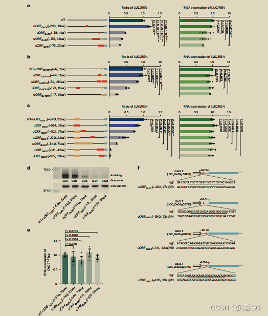 植物中的uORF简述-CSDN博客
