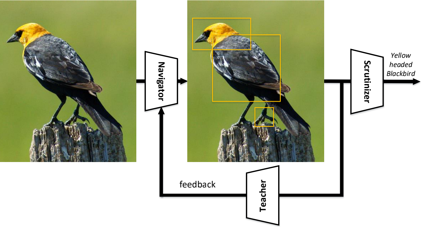 细粒度分类之NTS_NET解读_nts-net-CSDN博客