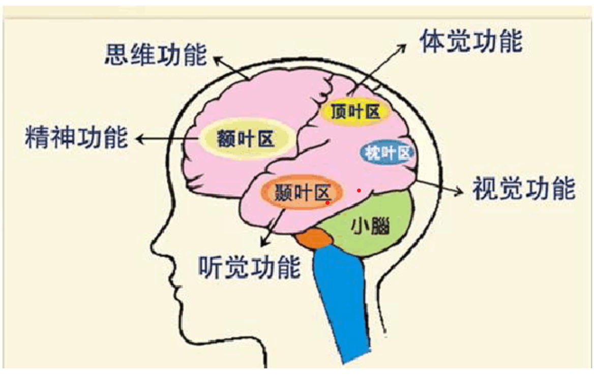 AAL模板及脑区功能介绍-CSDN博客