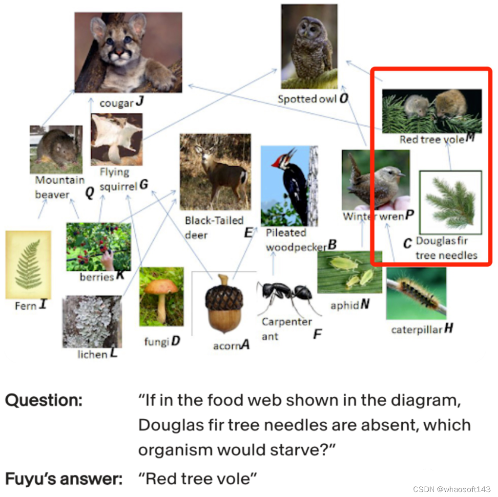 Fuyu-8B_fuyu-8b api-CSDN博客