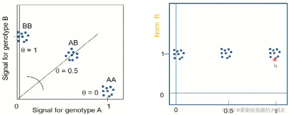 CNV分析学习1（SNP芯片分型原理以及genomestudio部分结果展示）_snp基因分型结果分析-CSDN博客