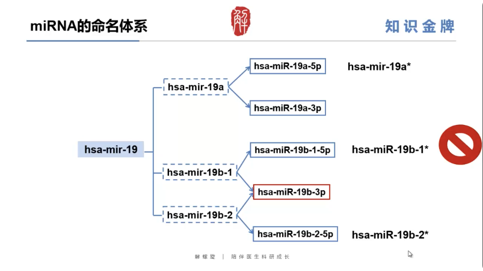 【基因组学】非编码RNA基础-microRNA_mirna序列生物素标记在3端还是5端-CSDN博客