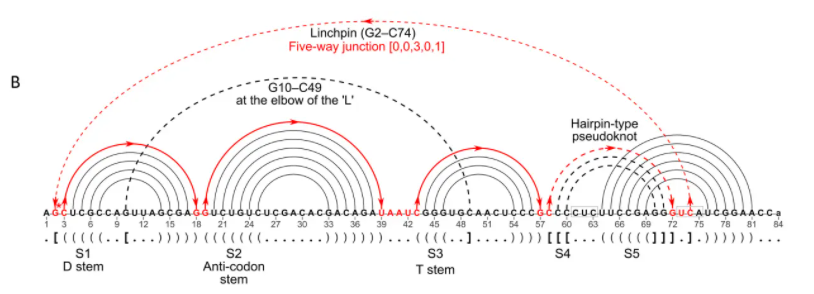 20211221 - 可视化RNA二级结构-主要是arc diagram_已知二级结构的rna怎么画图-CSDN博客