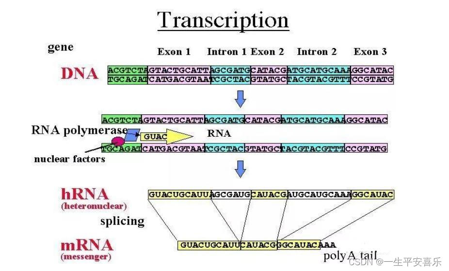 【毕设学习之转录组技术一：基因组成+转录流程】_dna转录_一生平安喜乐的博客-CSDN博客