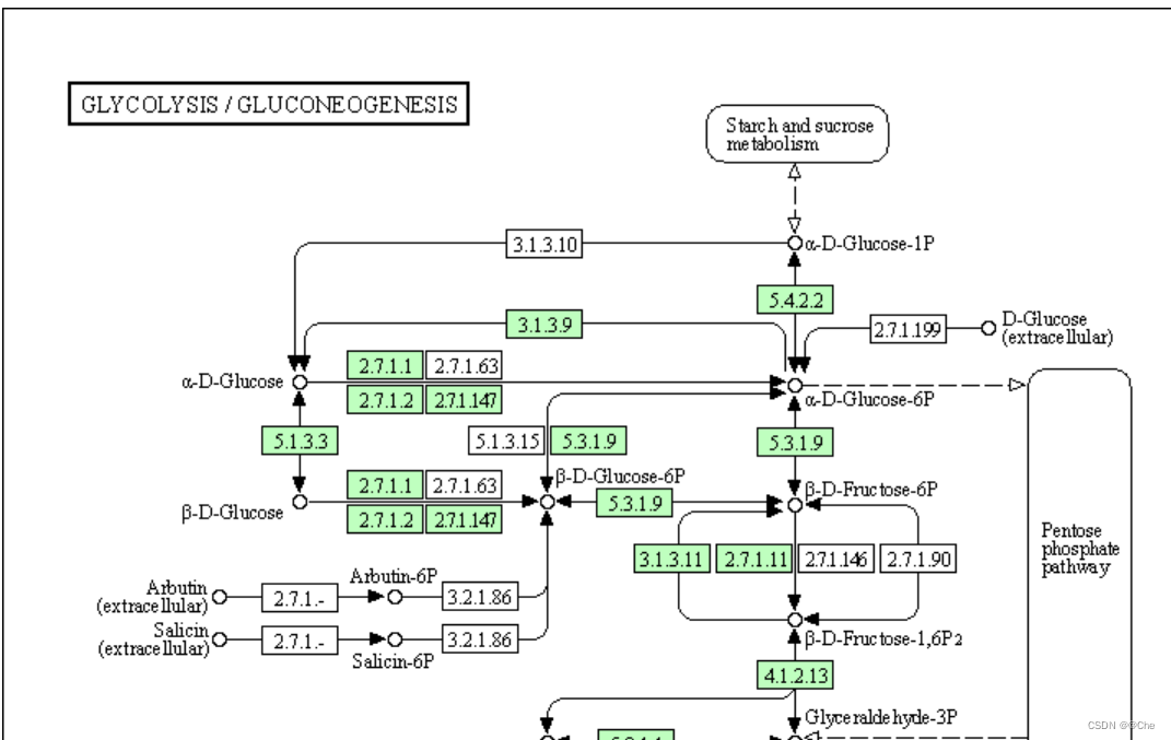 KEGG数据库的使用-CSDN博客