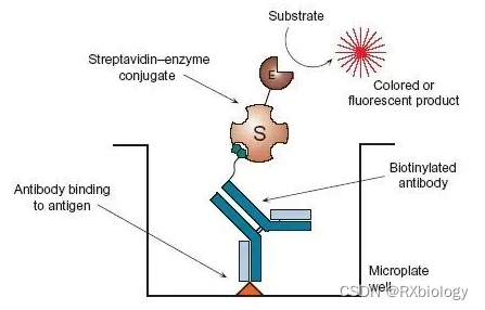 天然染料PerCP-streptavidin conjugate，PERCP-标记链霉亲和素偶联物_chlorophyll染料定位在哪里-CSDN博客