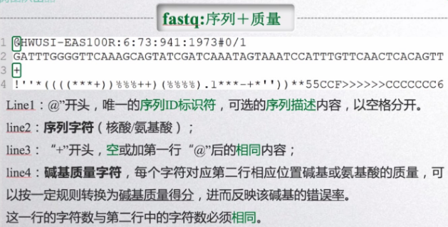 NGS数据分析实践：03. 涉及的常用数据格式[1] - fasta和fastq格式_fastq数据分析-CSDN博客
