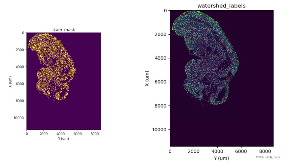 Spateo基于SSDNA圈细胞操作指南_ssdna染色-CSDN博客