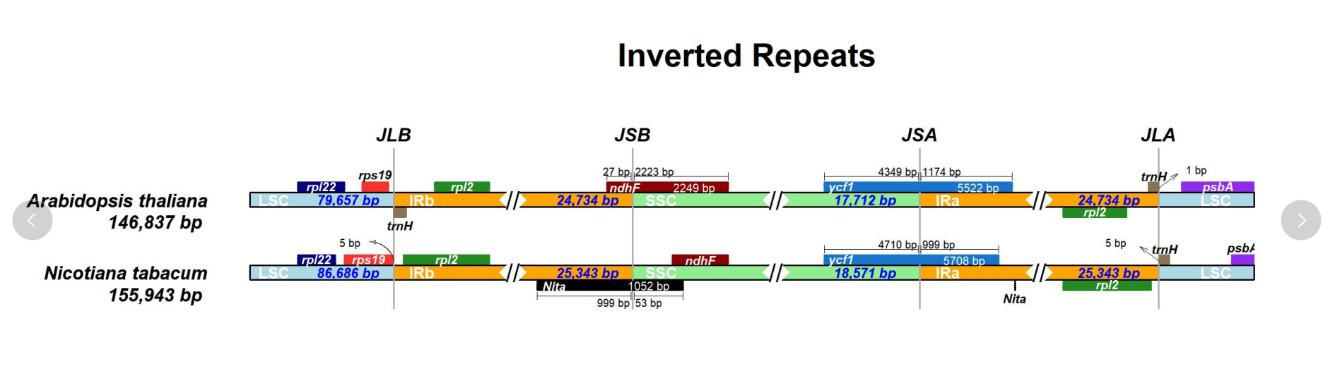 叶绿体边界区域可视化对比~irscope本地化、使用（图文教程）-CSDN博客