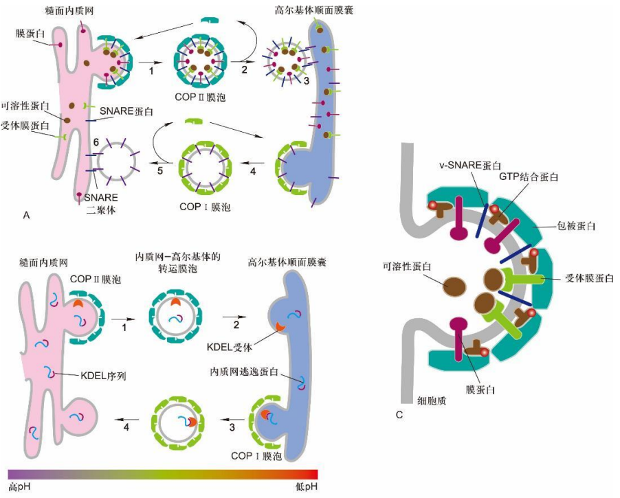 细胞生物学-6-蛋白质分选与膜泡运输_srp细胞生物学__玻璃晴朗_的博客-CSDN博客