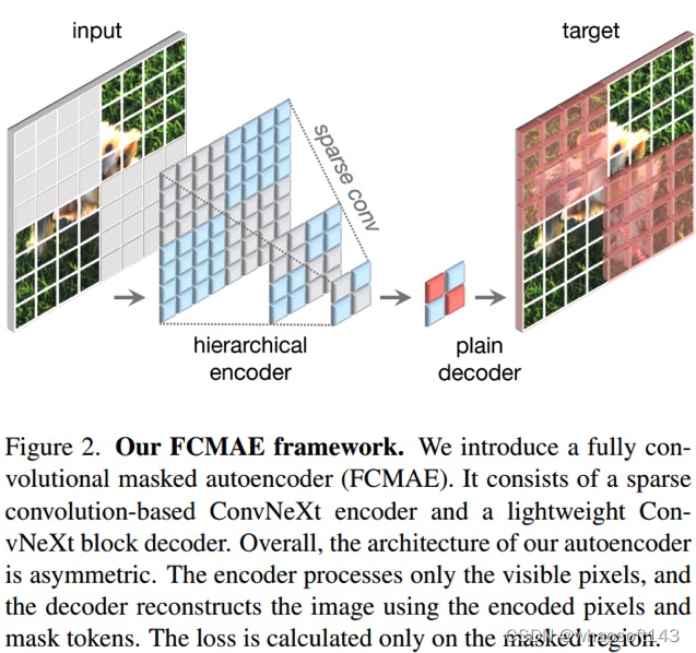 ConvNeXtV2_convnextv2 预训练-CSDN博客
