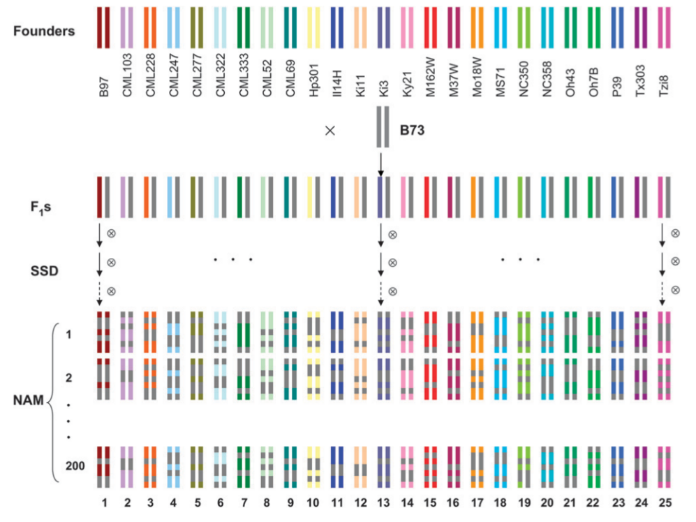 玉米关联群体：NAM（Nested Association Mapping）群体简介（Edward S. Buckler，2009）_nam ...