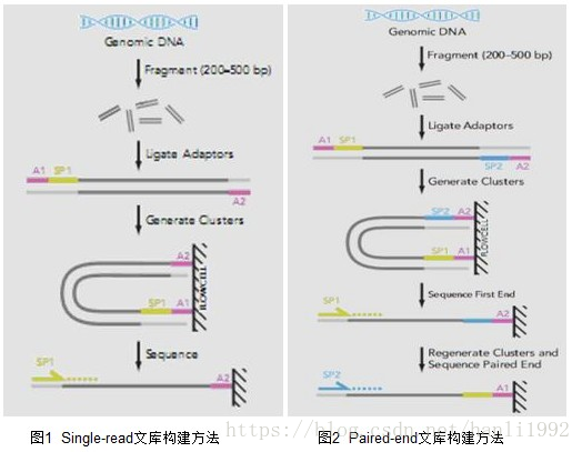单端测序（Single end）和双端测序（Pair end和Mate pair）-CSDN博客