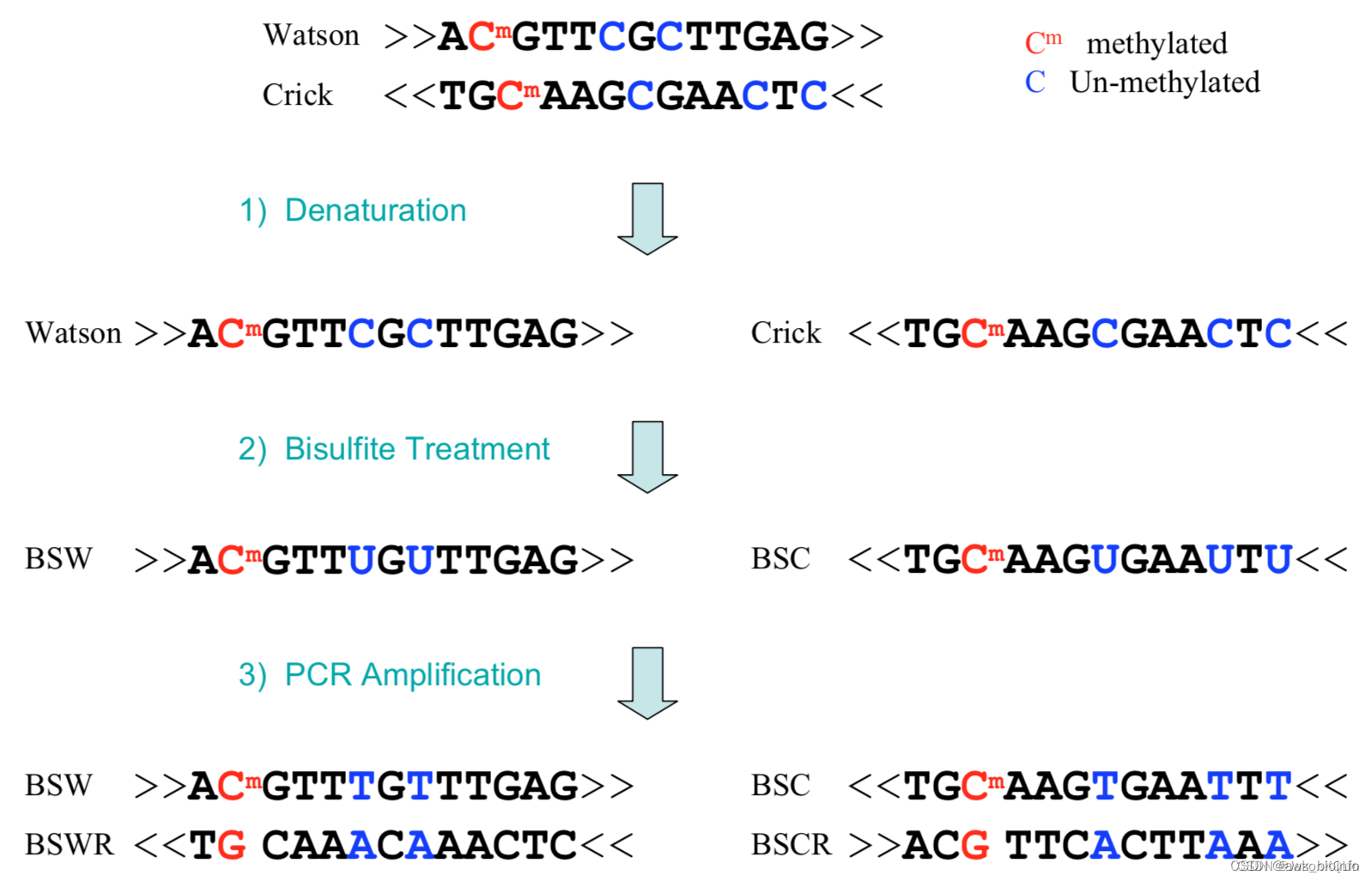 bismark和bsmap比对原理-CSDN博客