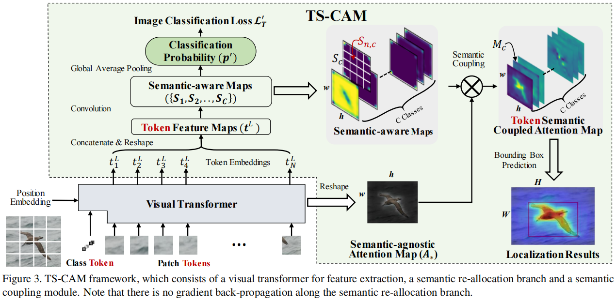 TS-CAM: Token Semantic Coupled Attention Map for Weakly Supervised Object Localization-CSDN博客