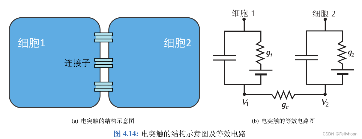 【brainpy学习笔记】突触模型2——化学突触的生理学模型、电突触模型bmvariable作用 Csdn博客