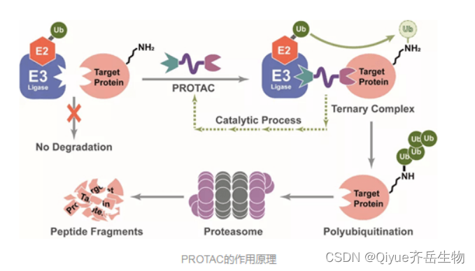 CAS：91793-38-3，PEG5-ethyl acetate，五聚乙二醇-乙酸酯，PROTAC linker-CSDN博客