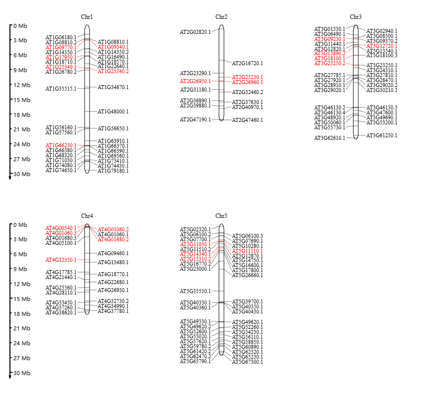使用MG2C绘制基因染色体位置图_mg2c做染色体定位图-CSDN博客