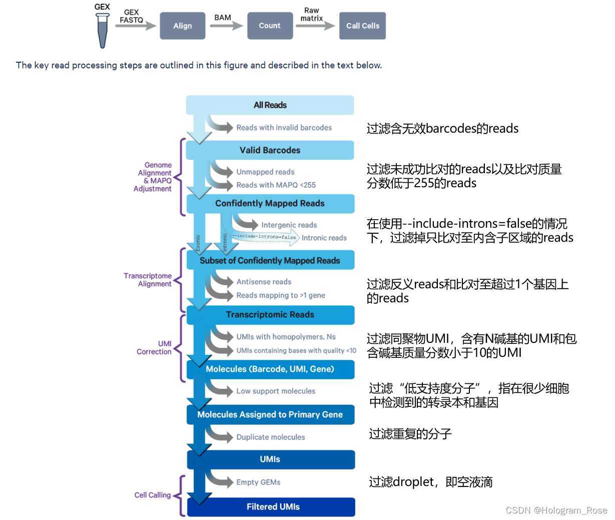 如何使用Cell Ranger处理10x 单细胞转录组测序数据_cellranger-CSDN博客