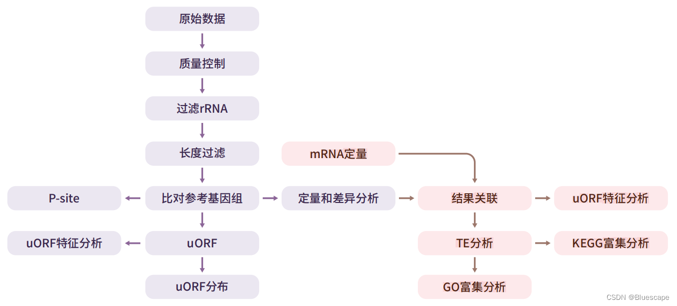 Ribo-seq：检测正在翻译的mRNA信息，连接转录组学与蛋白质组学的桥梁-CSDN博客