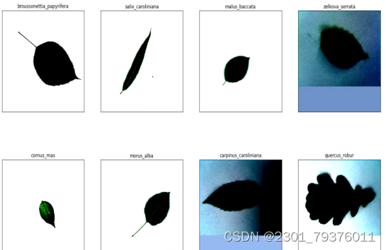 第一次作业：kaggle比赛：Classify Leaves图片树叶分类。_kaggle树叶分类问题-CSDN博客