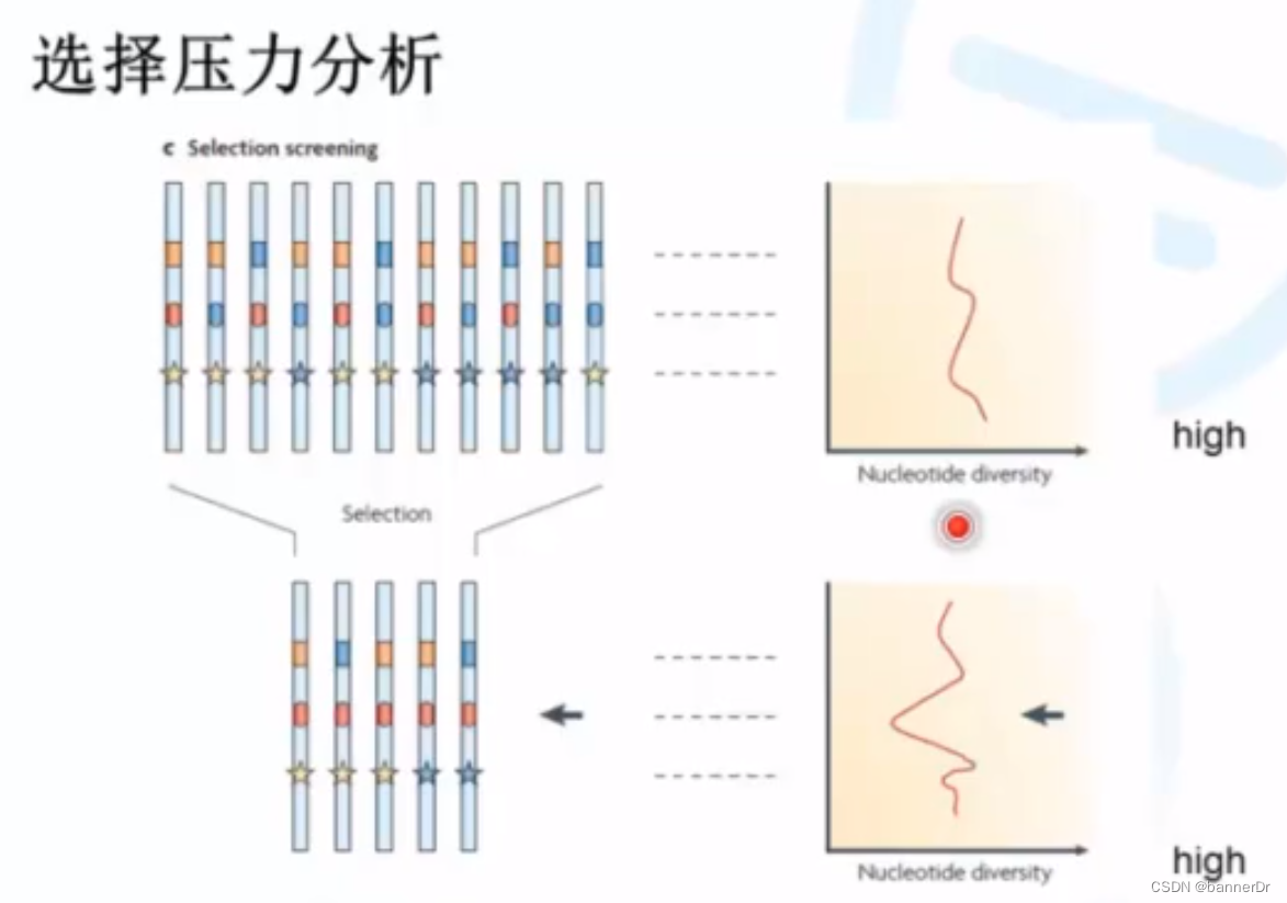 【选择压力 Selective pressure】_selective pressure against实验-CSDN博客