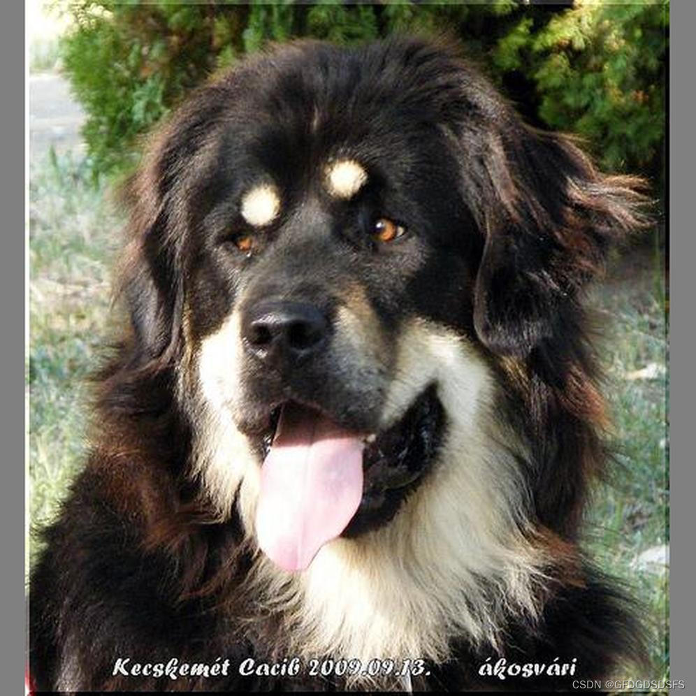 0128期基于python深度学习的狗狗表情识别-含数据集-CSDN博客