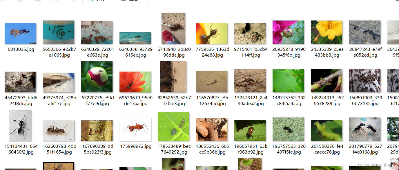 Pytorch之dataset和dataloader加载数据pytorch Dataset Dataloader Csdn博客