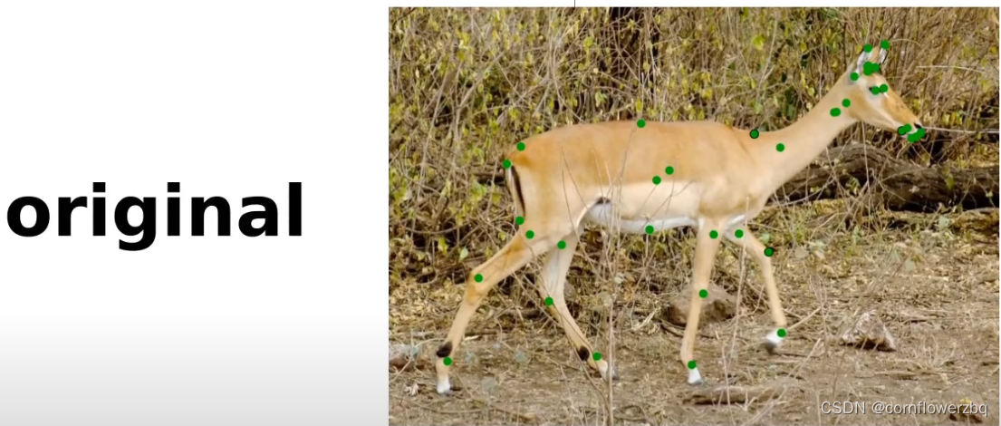 yolov8 keypoint detection + tracking learning record_cvat-CSDN博客