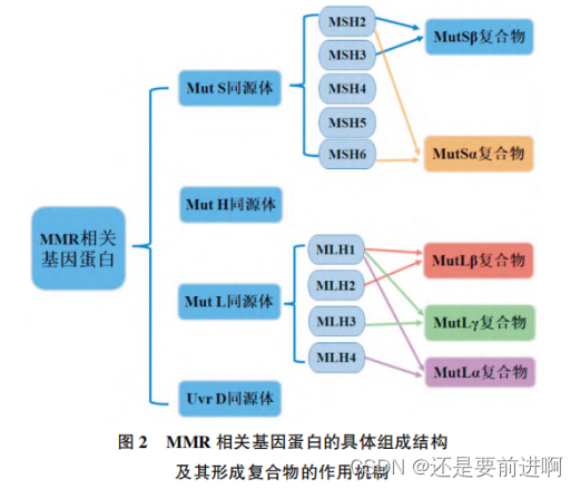 收集资料分享：《肿瘤TMB,SNP,CNV,INDEL,MSI》_msi mss 可以通过exon-seq检测-CSDN博客