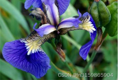 基于BP神经网络对鸢尾花的分类的研究_在莺尾花数据集(iris.csv)上用bp算法训练一个全连接网络(全连接网络具备两个及以-CSDN博客