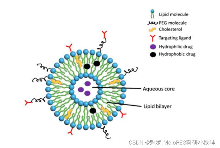 阳离子脂质体转染 非病毒载体 DOTAP Cl Cationic Liposome_lipo转染的原理-CSDN博客