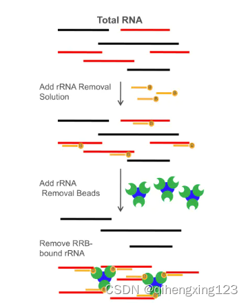 RNA-Seq之rRNA去除-CSDN博客