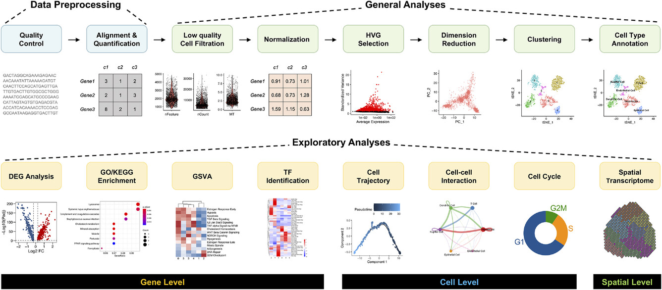 单细胞RNA测序（scRNA-seq）工作流程入门-CSDN博客