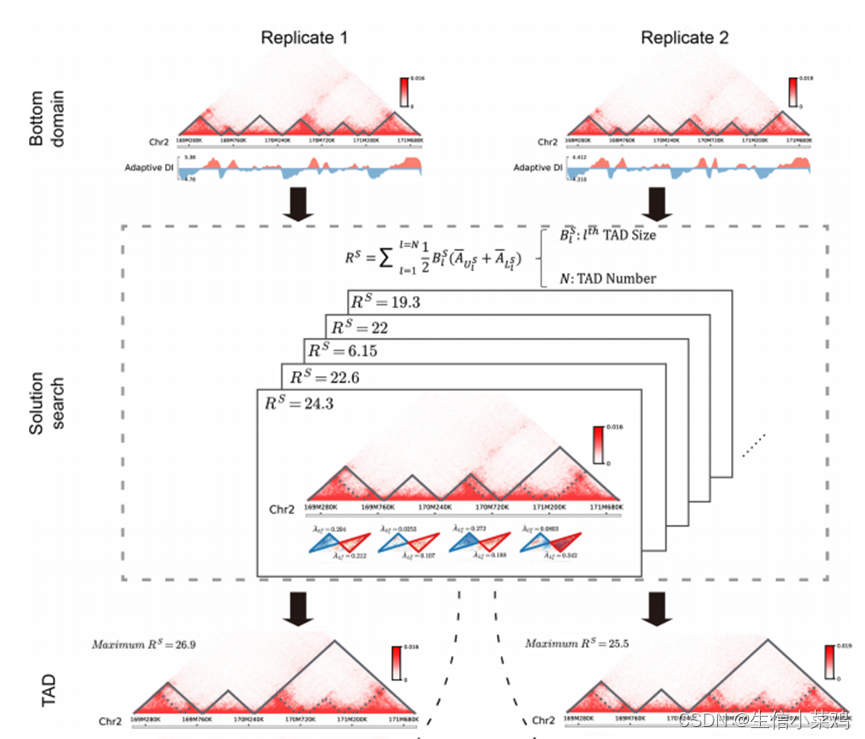 TAD结构保守性总结以及TAD鉴定方法_tad分析-CSDN博客