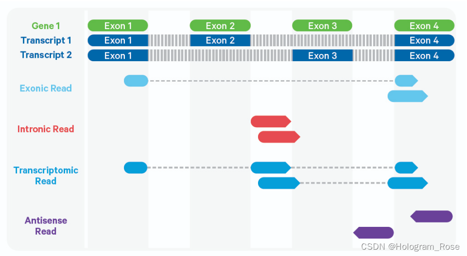 如何使用Cell Ranger处理10x 单细胞转录组测序数据_cellranger-CSDN博客
