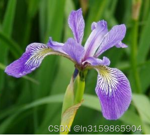 基于BP神经网络对鸢尾花的分类的研究_在莺尾花数据集(iris.csv)上用bp算法训练一个全连接网络(全连接网络具备两个及以-CSDN博客