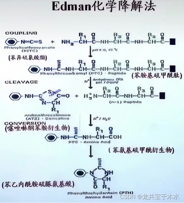 5生物化学与分子生物学——蛋白质的共价结构_生物化学 切割氨基酸-CSDN博客
