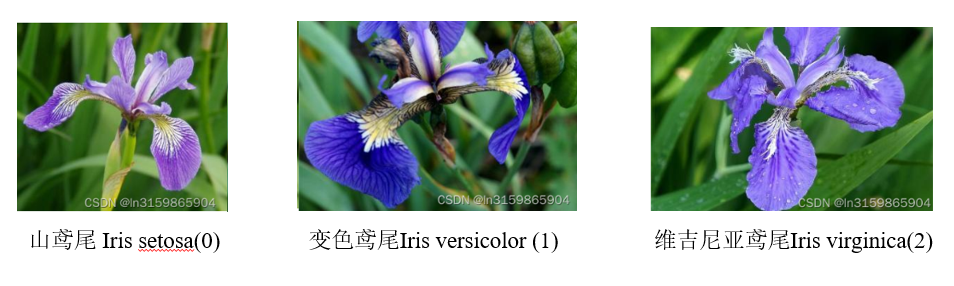 基于bp神经网络实现鸢尾花数据集分类bp神经网络鸢尾花分类 Csdn博客