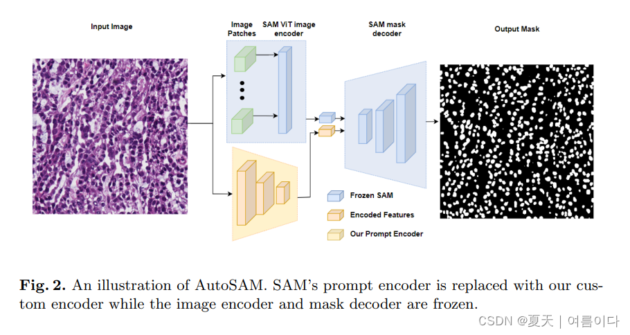 CV | SAM在医学影像上的模型调研【20240223更新版】_medsam 2024-CSDN博客
