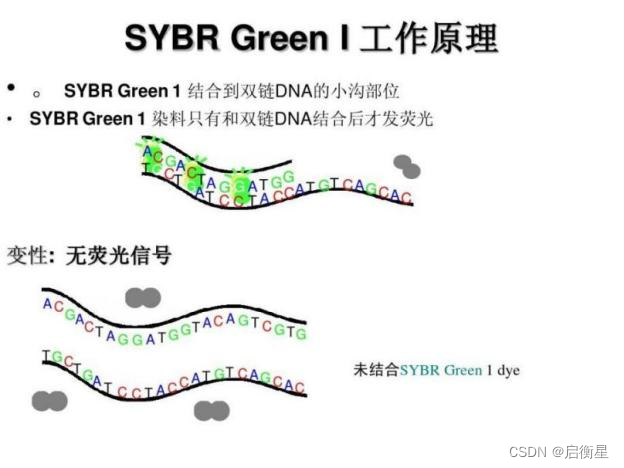 核酸染料小知识_核酸染料和指示剂的区别-CSDN博客