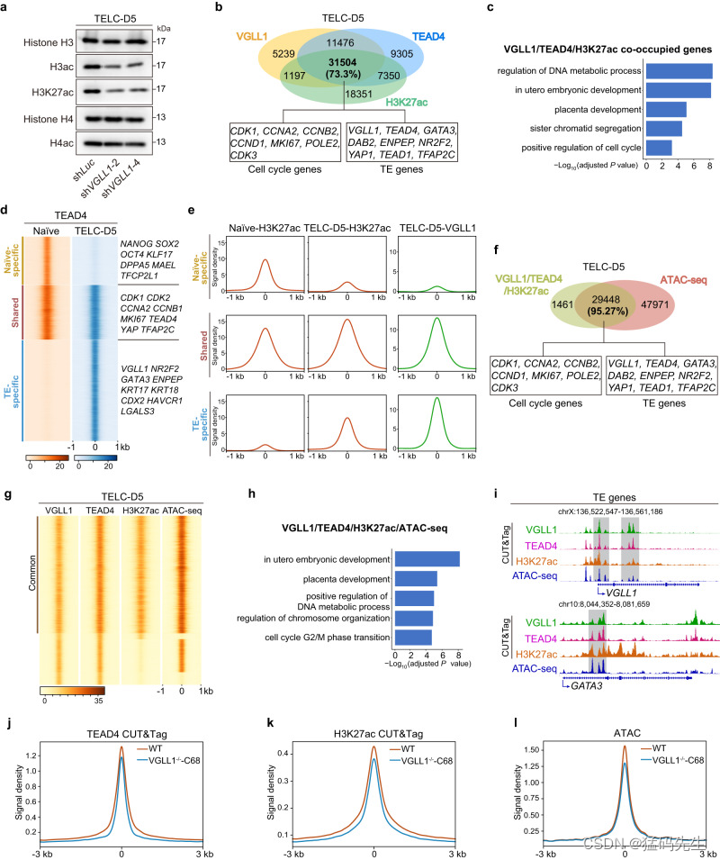 2024.3.10文献分享【VGLL1 cooperates with TEAD4 to control human ...
