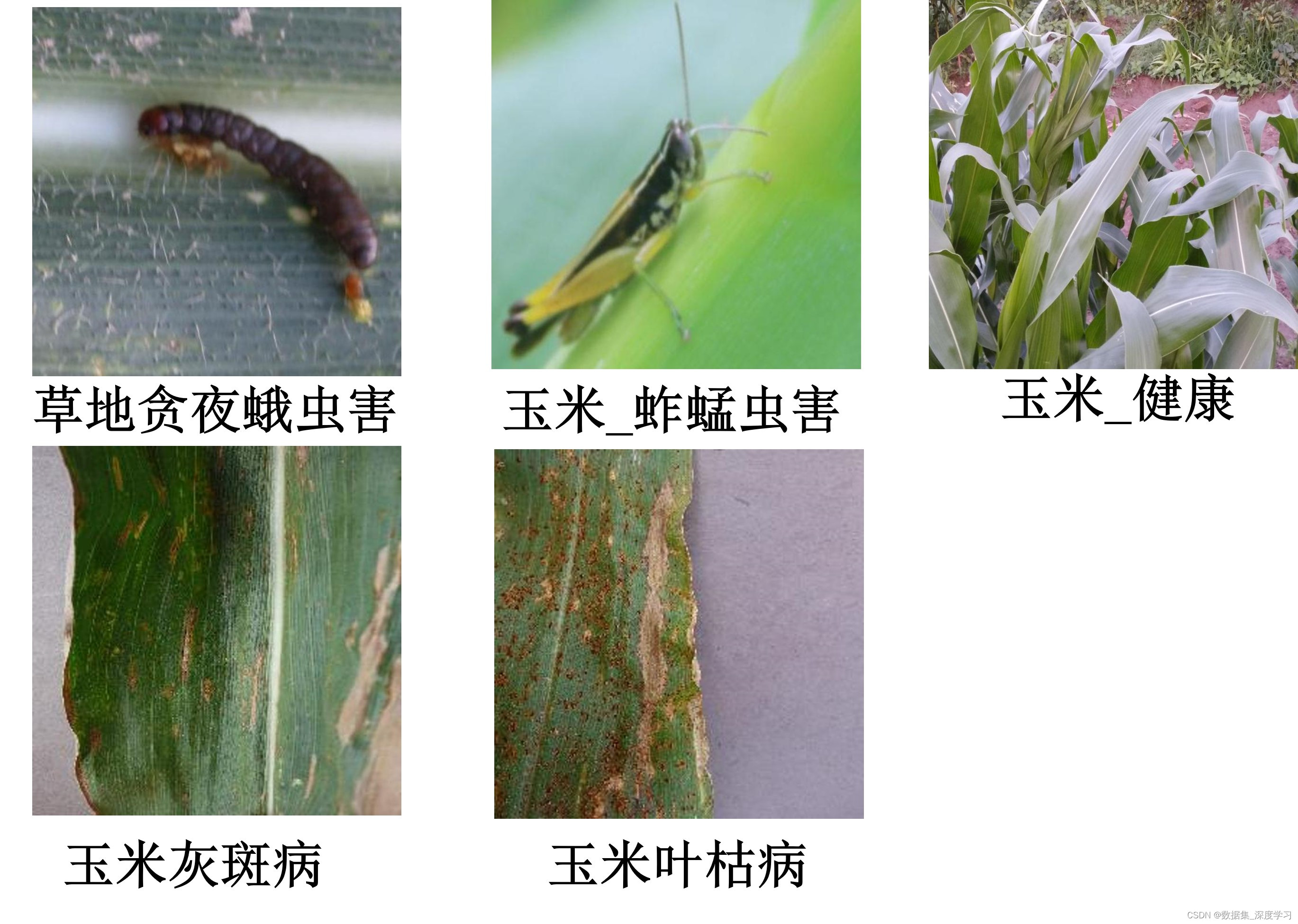 玉米叶部病虫害数据集玉米虫害数据集 Csdn博客