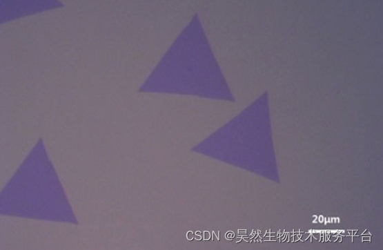 WS2/hBN异质结薄膜的简介：不同基底的薄膜会有哪些不同-CSDN博客