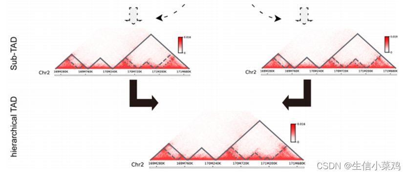 TAD结构保守性总结以及TAD鉴定方法_tad分析-CSDN博客