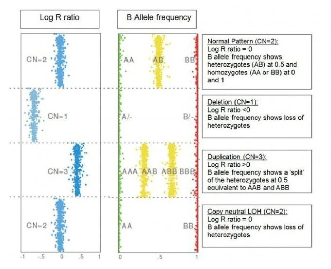 生信分析进阶6 - 基于karyoploteR包进行SNP芯片CNV分析及可视化-CSDN博客